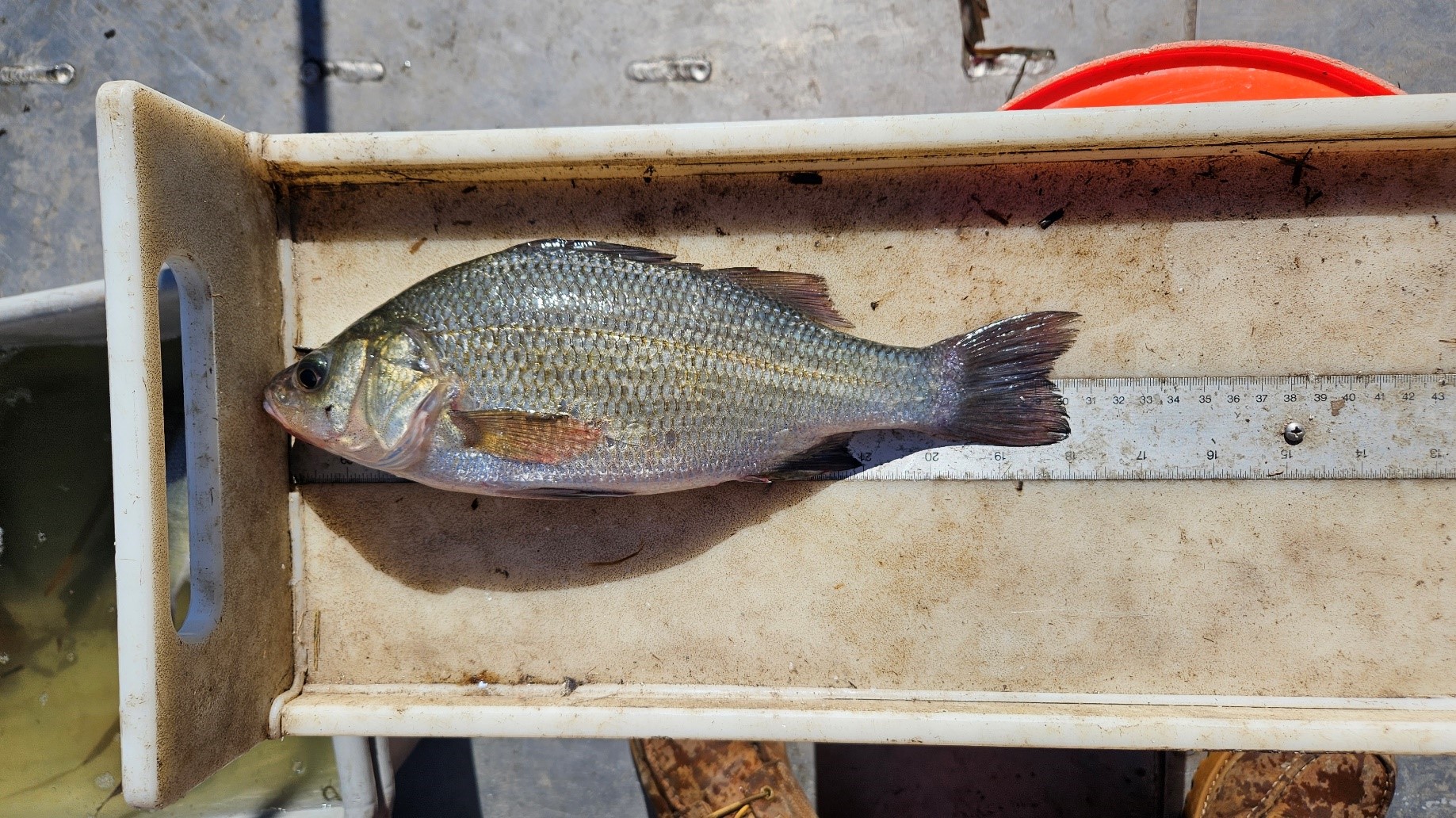 Fisheries Inventory - Meadowlands Research & Restoration Institute